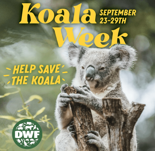 Koala | Dreamworld
