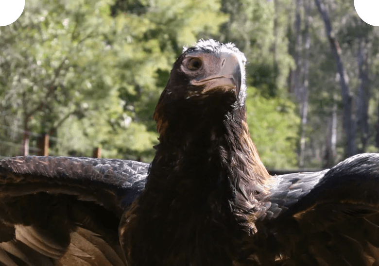 Wedge-tailed Eagle | Dreamworld