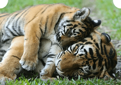 Wildlife | Dreamworld