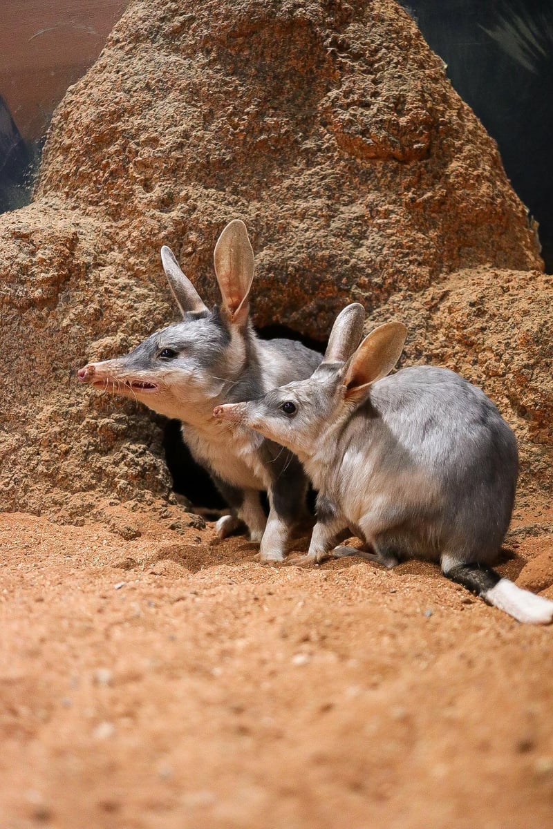 Wildlife Experiences | Meet Australian Animals at Dreamworld