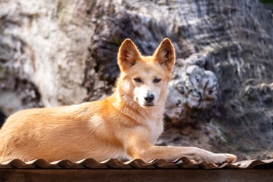 All animals | Dreamworld