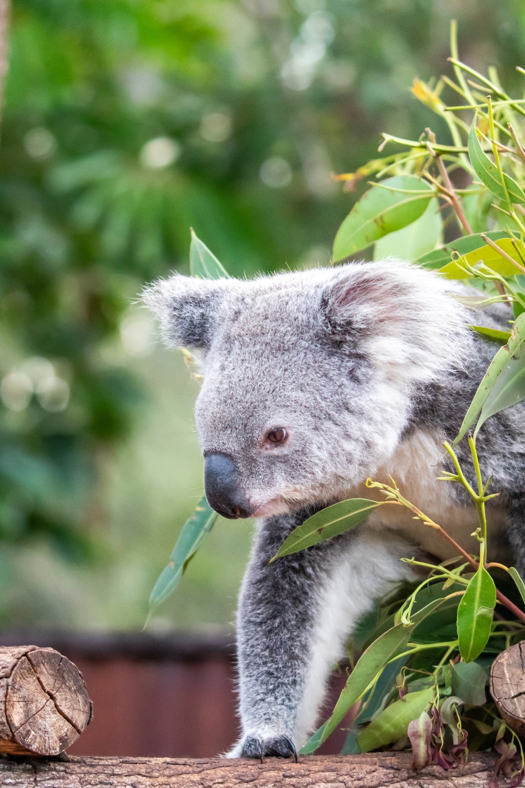 Koala | Dreamworld