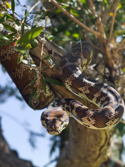 All animals | Dreamworld