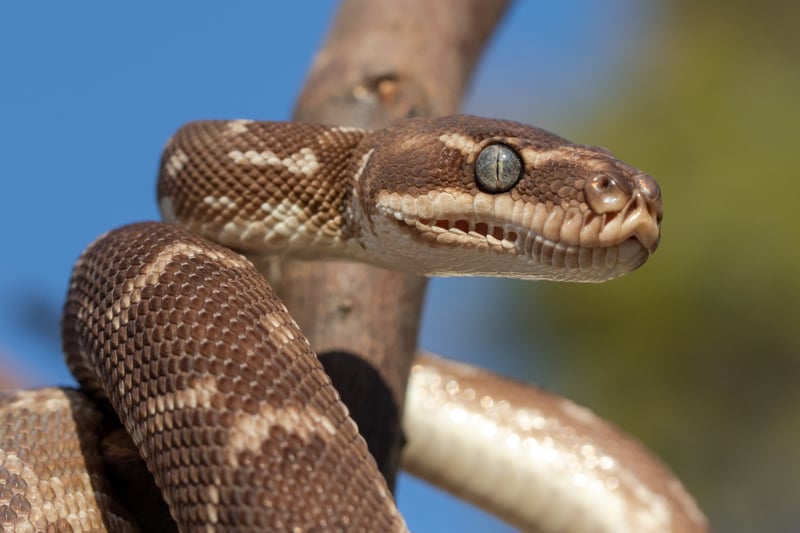 Pythons | Dreamworld